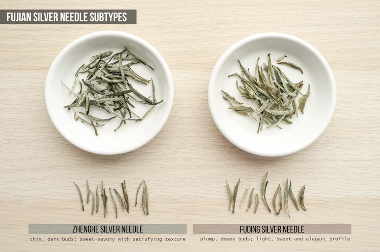 The In-Depth Guide to Silver Needle White Tea — Tea Curious