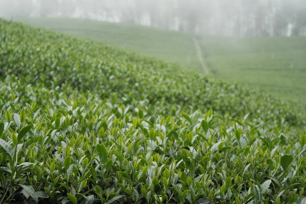 Tea Curious