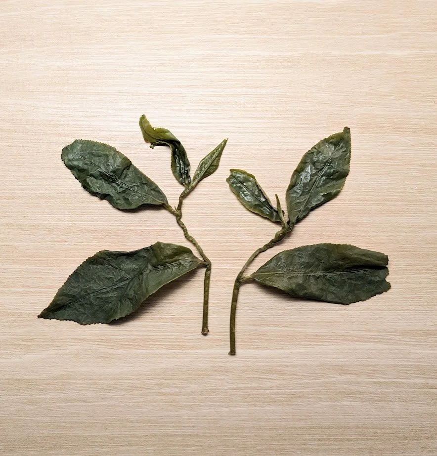 Yushan Tataka High Mountain, Winter 2023 — Tea Curious