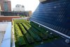 Boston Medical Center Rooftop Farm — Recover Green Roofs