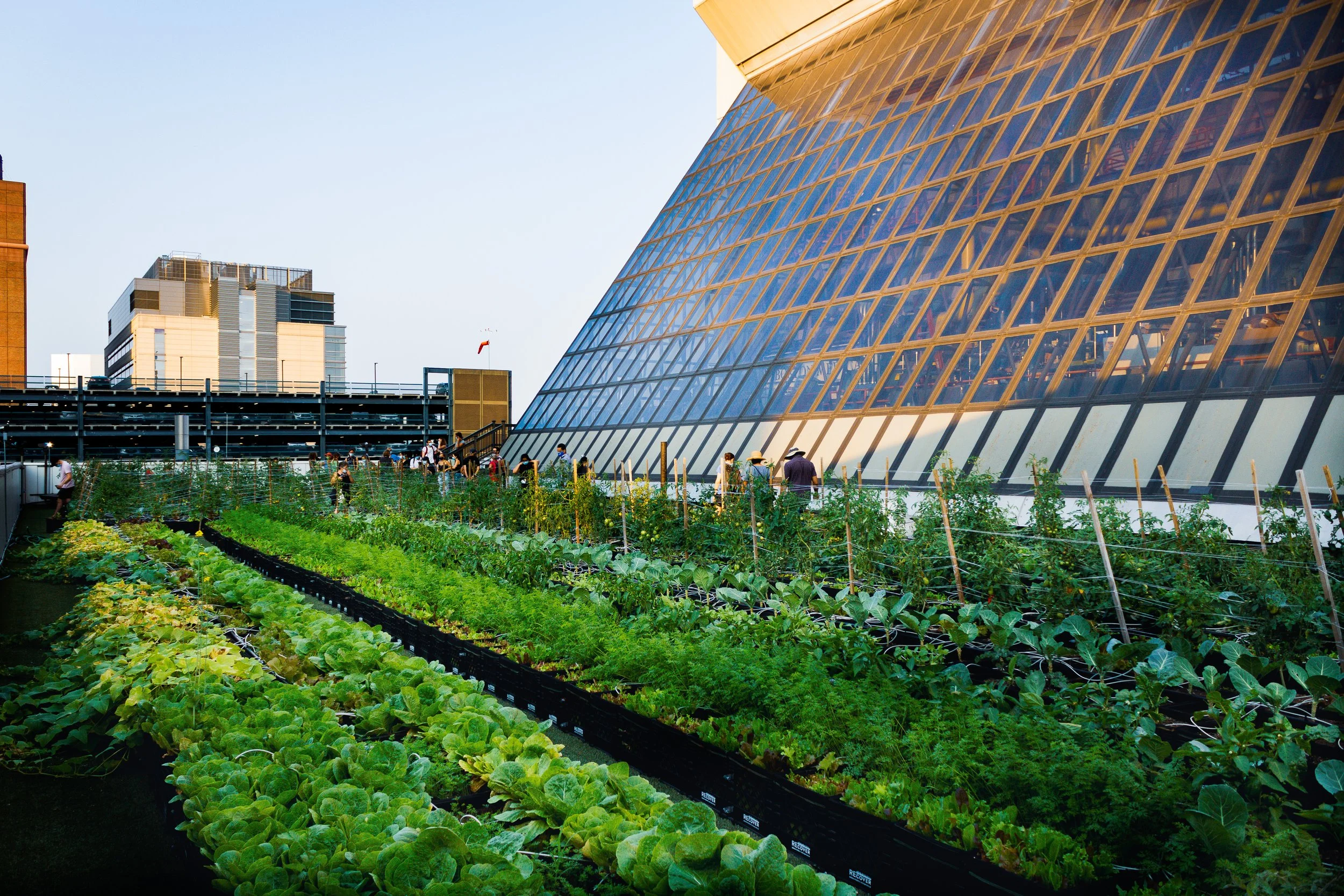 Rooftop Farms | New England Urban Agriculture — Recover Green Roofs