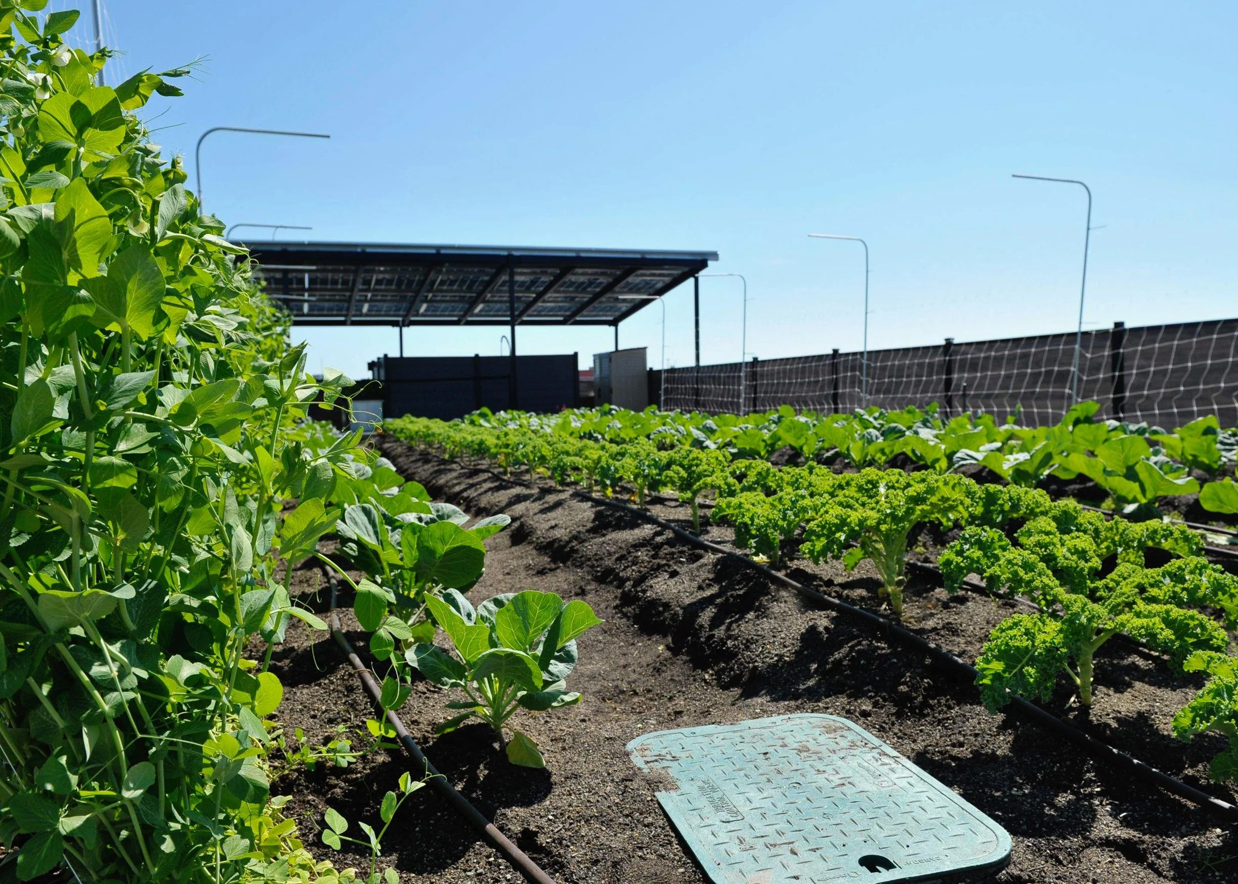 Rooftop Farms | New England Urban Agriculture — Recover Green Roofs