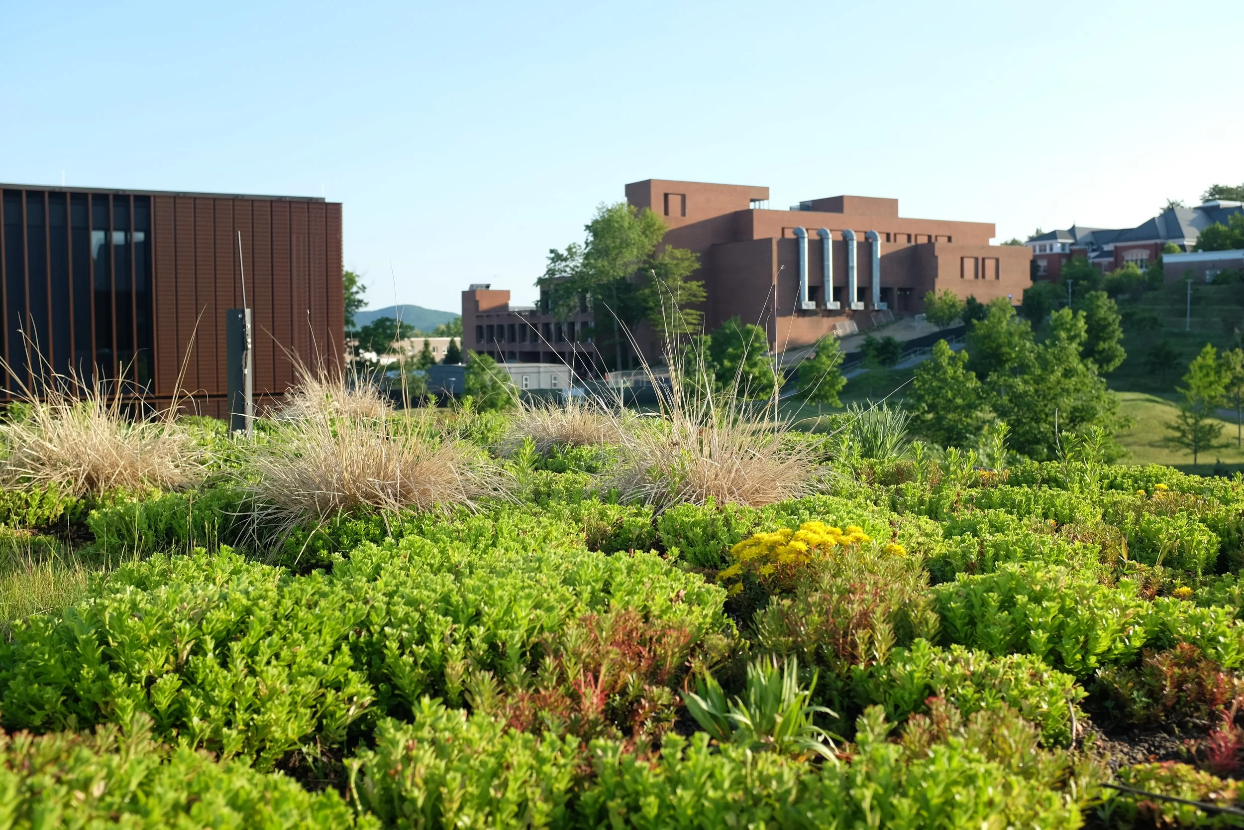 Amherst College Green Roof — Recover Green Roofs