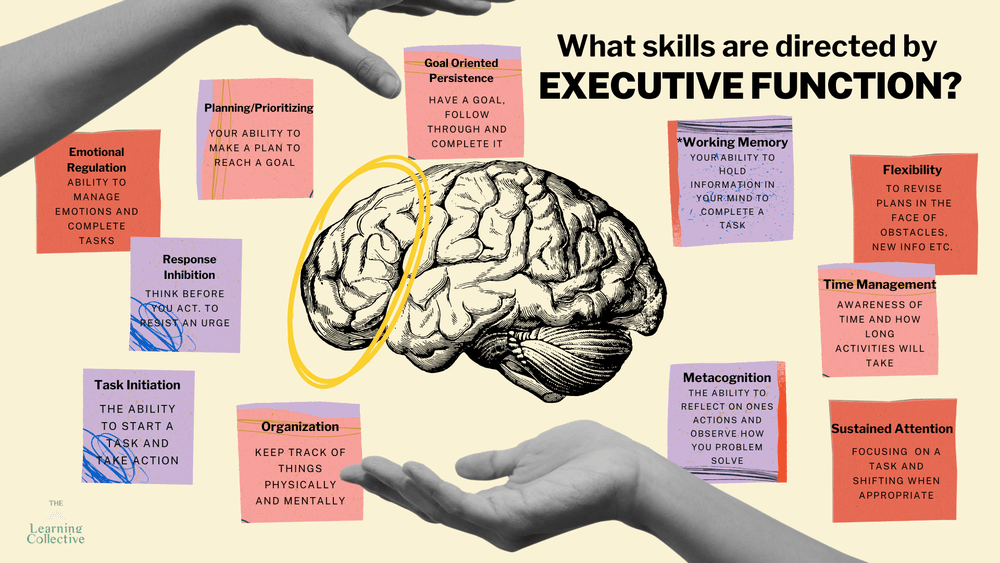 Executive Function — The Learning Collective