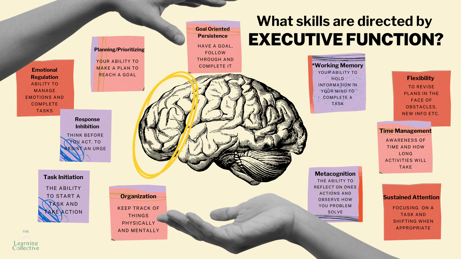 Executive Function — The Learning Collective