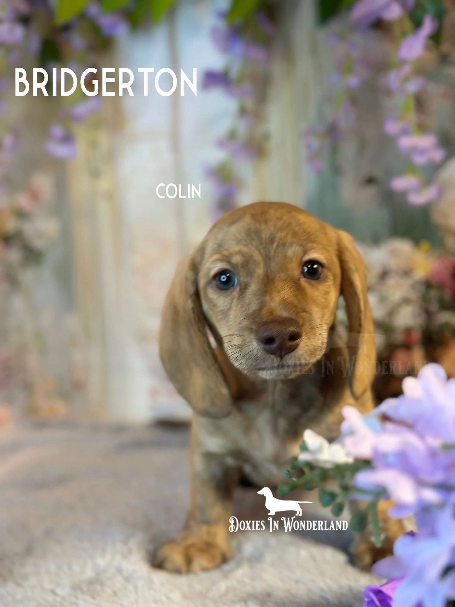 Available Puppies — Doxies in Wonderland