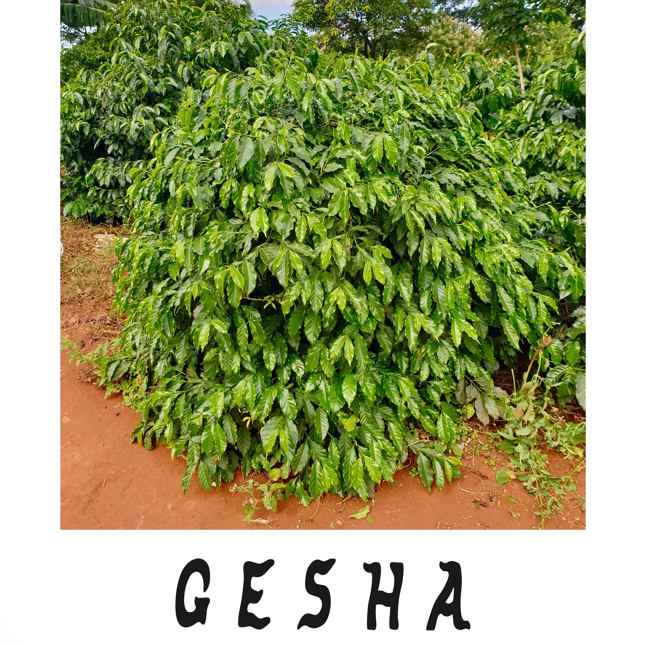 MF Coffee Project | Small Batch Speciality Coffee Sourced Direct From ...