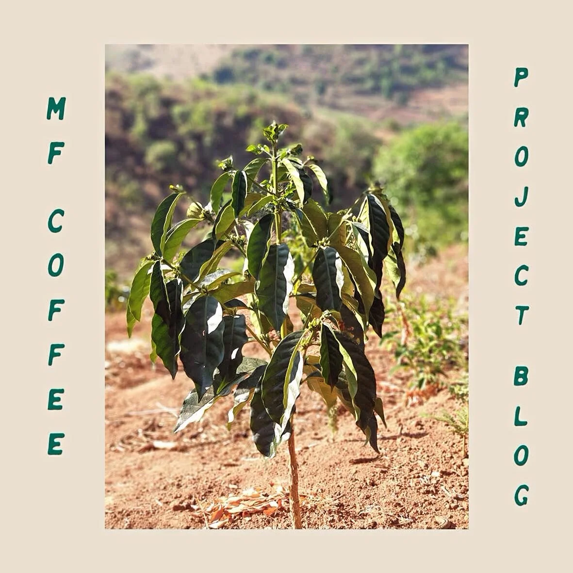 MF Coffee Project | Small Batch Speciality Coffee Sourced Direct From ...