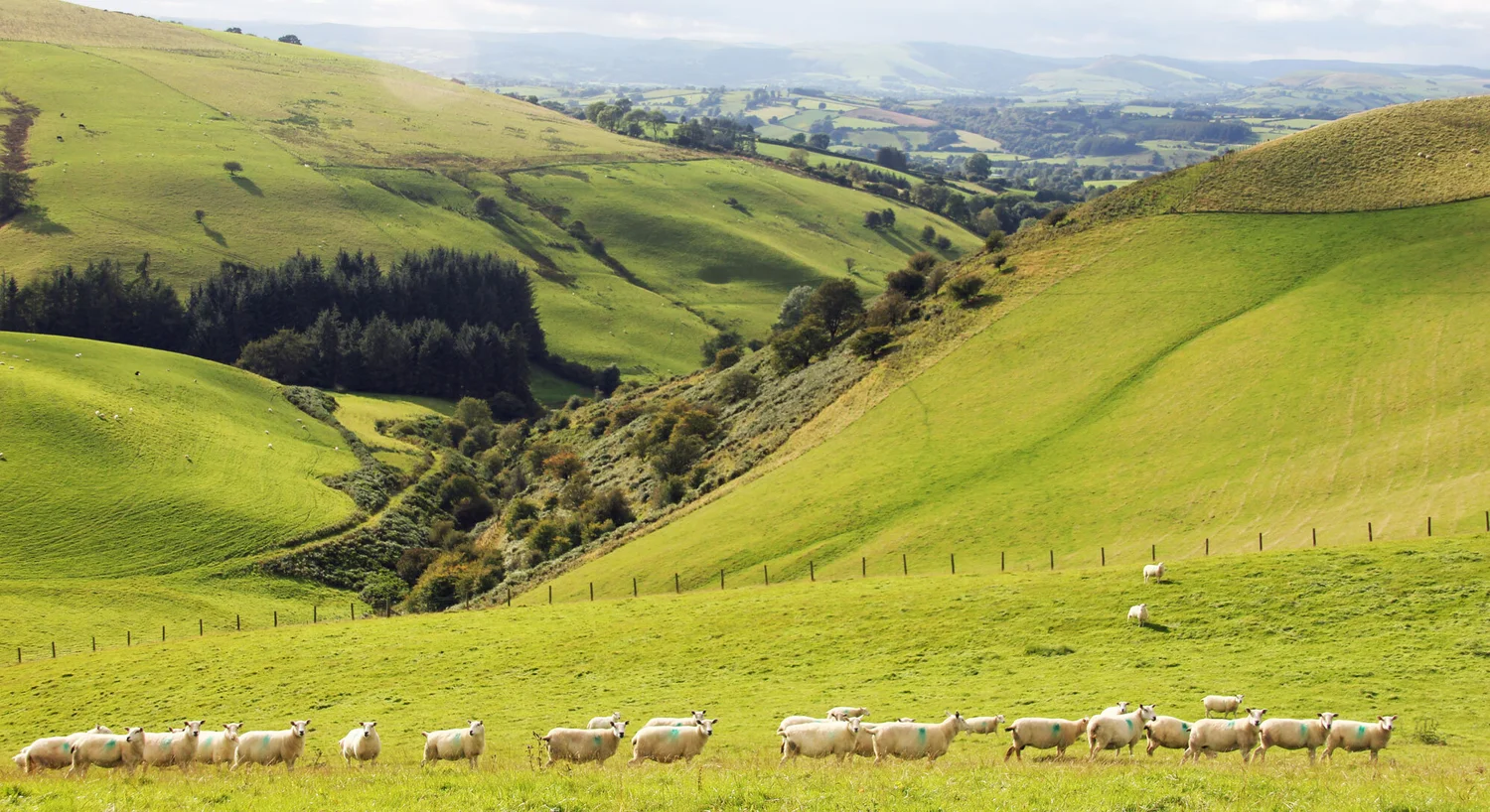 British Heritage Sheep