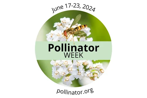 7 Ways to Celebrate Minnesota’s Pollinators — Melinda Vaughn School ...