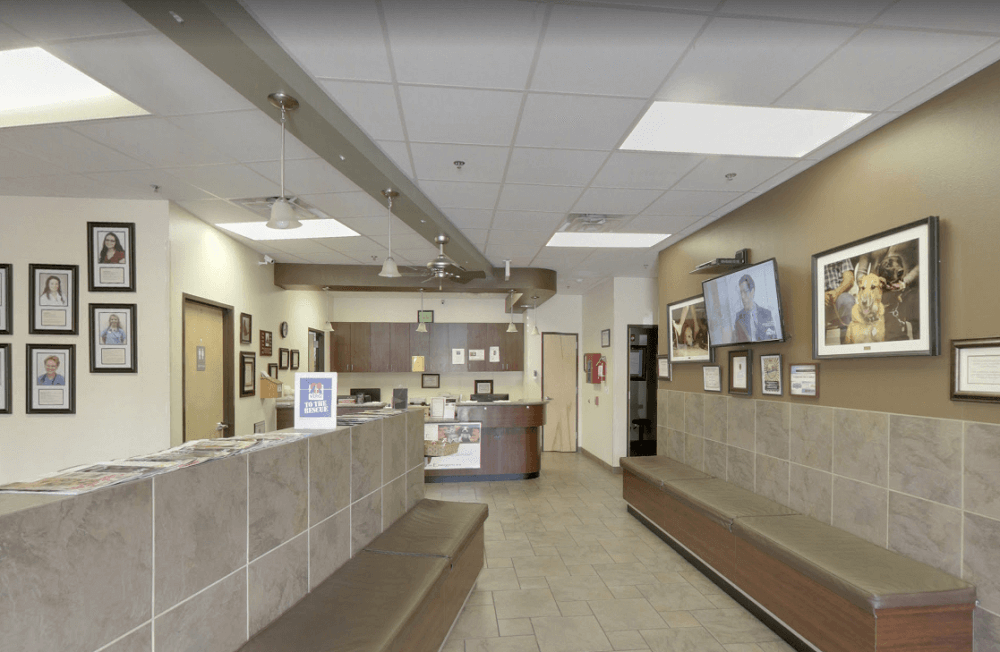 Prepare for an Emergency Vet Visit | VERGI 24/7 Animal ER