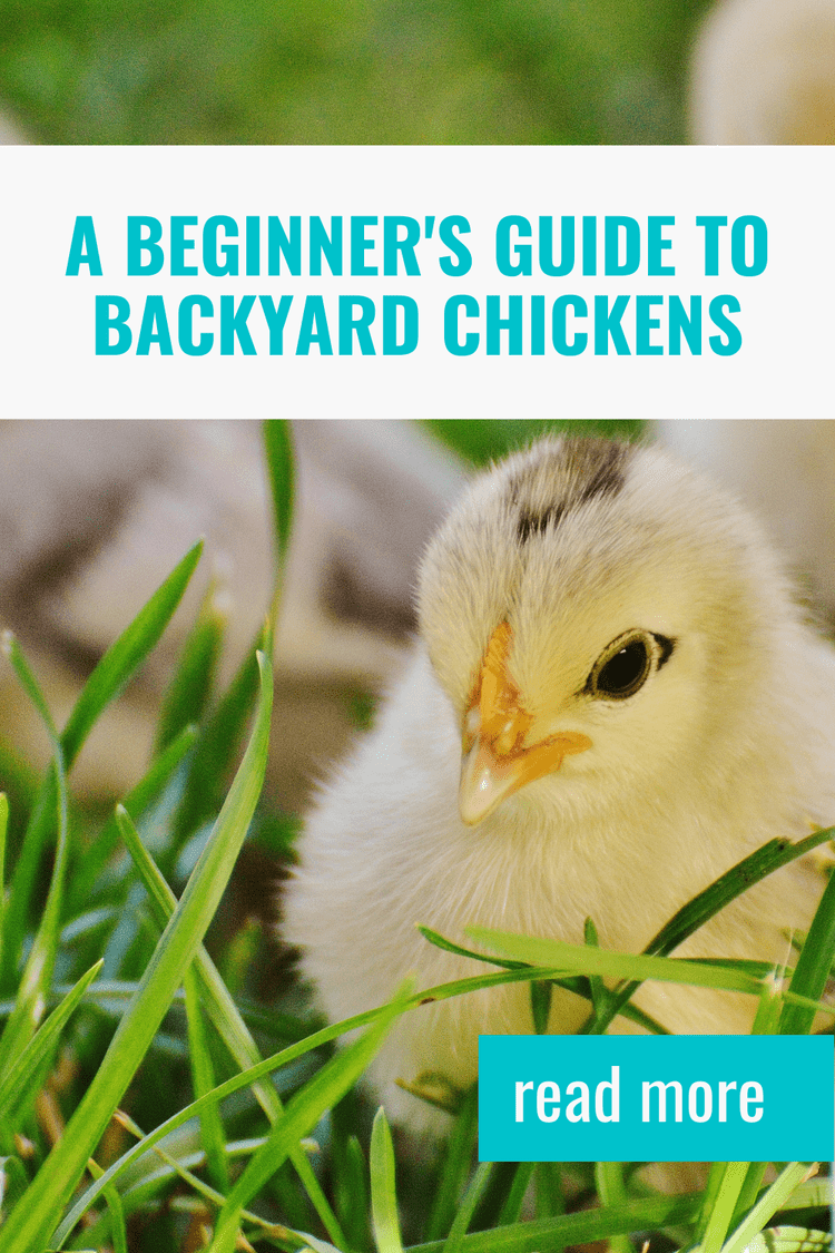 A Beginner’s Guide to Backyard Chickens — Mom of WAR., Hear My Roar
