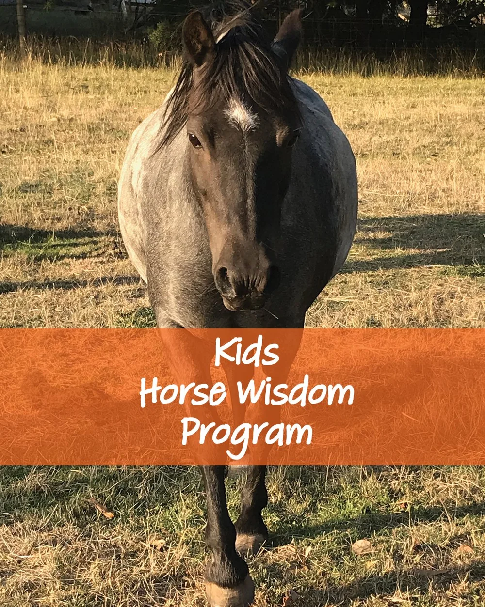 Sessions & Workshops — Applewood Equine Assisted Learning