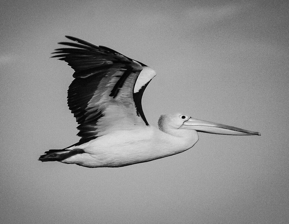 Gavin Little - Sydney Northern Beaches Photographer