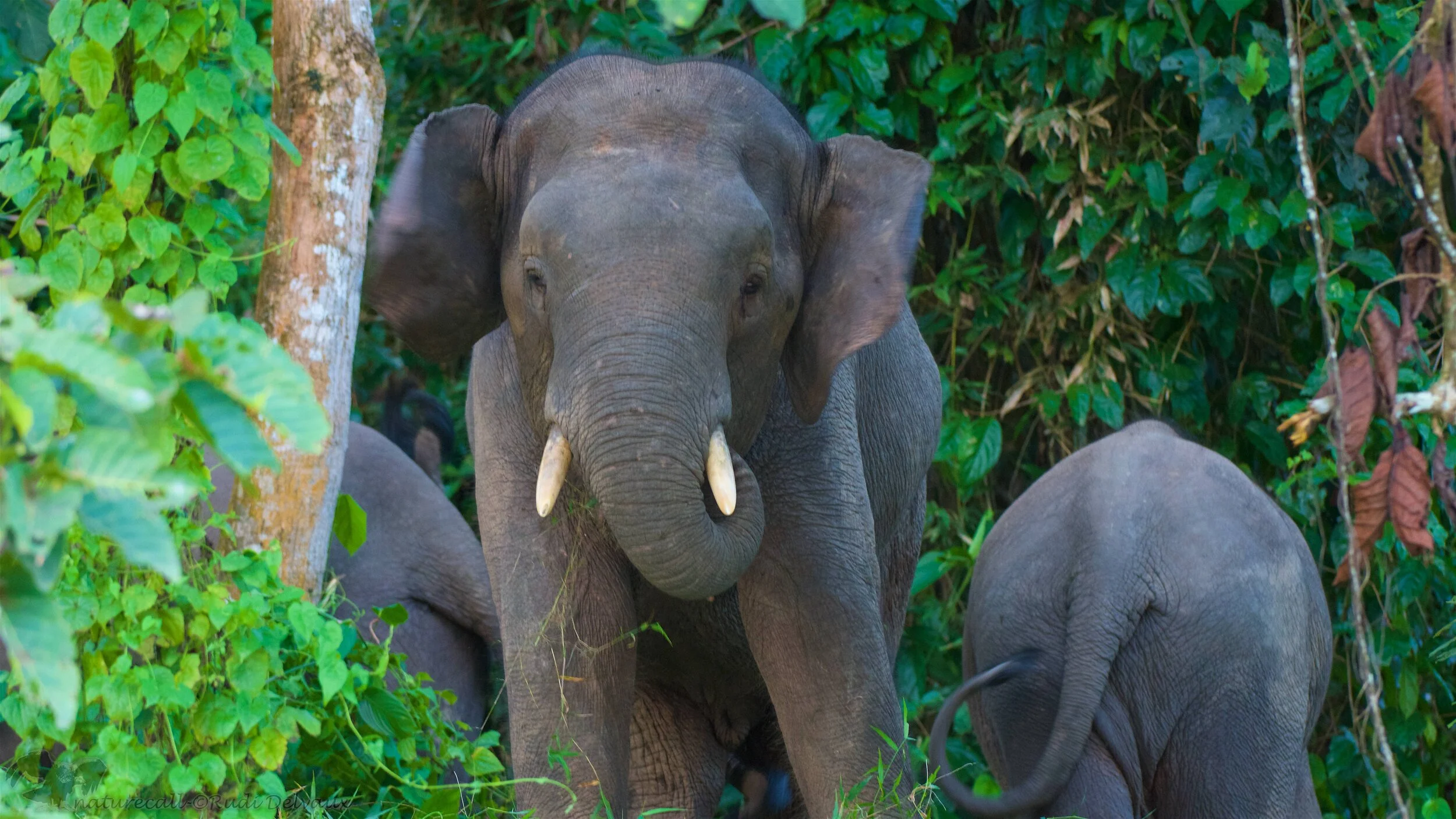 Danau Girang Field Centre | NGO Friends — Ecoflix