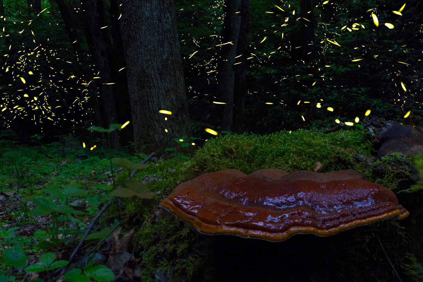 Workshops — BugShot