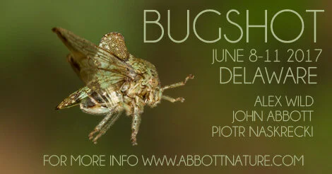 Workshops — BugShot