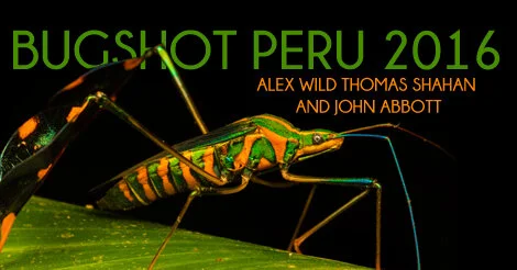 Workshops — BugShot