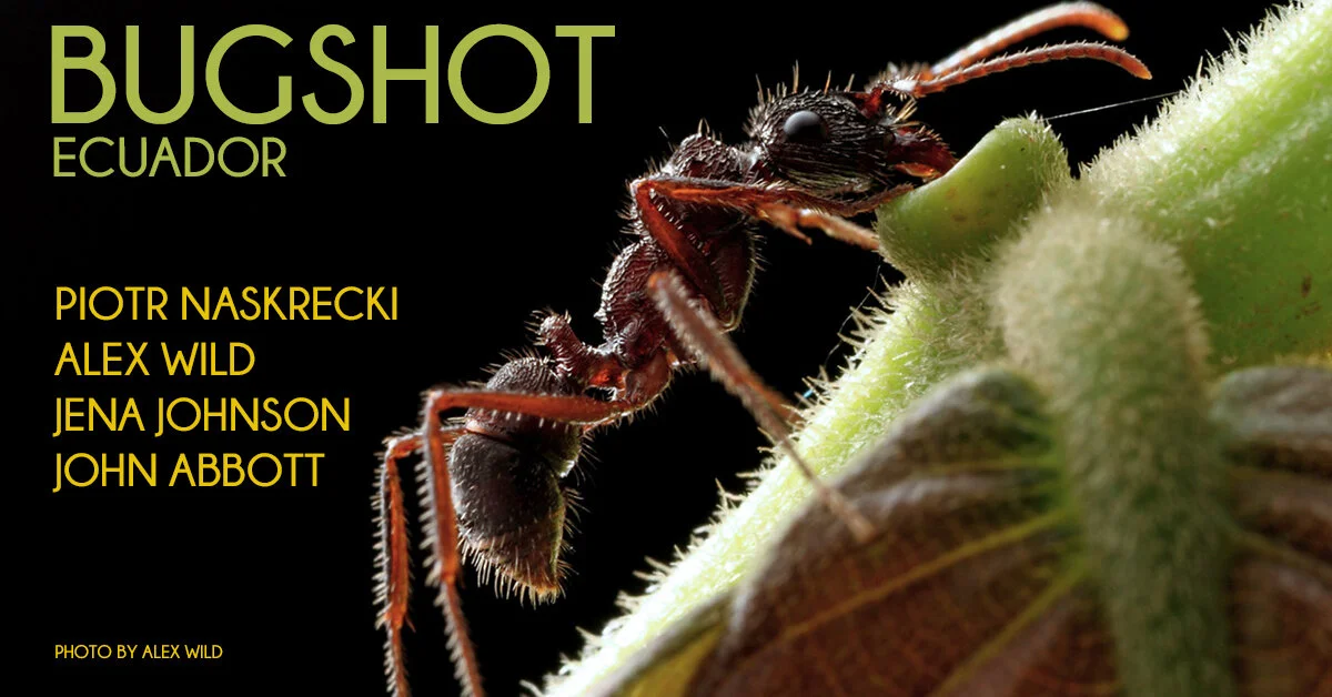 Workshops — BugShot