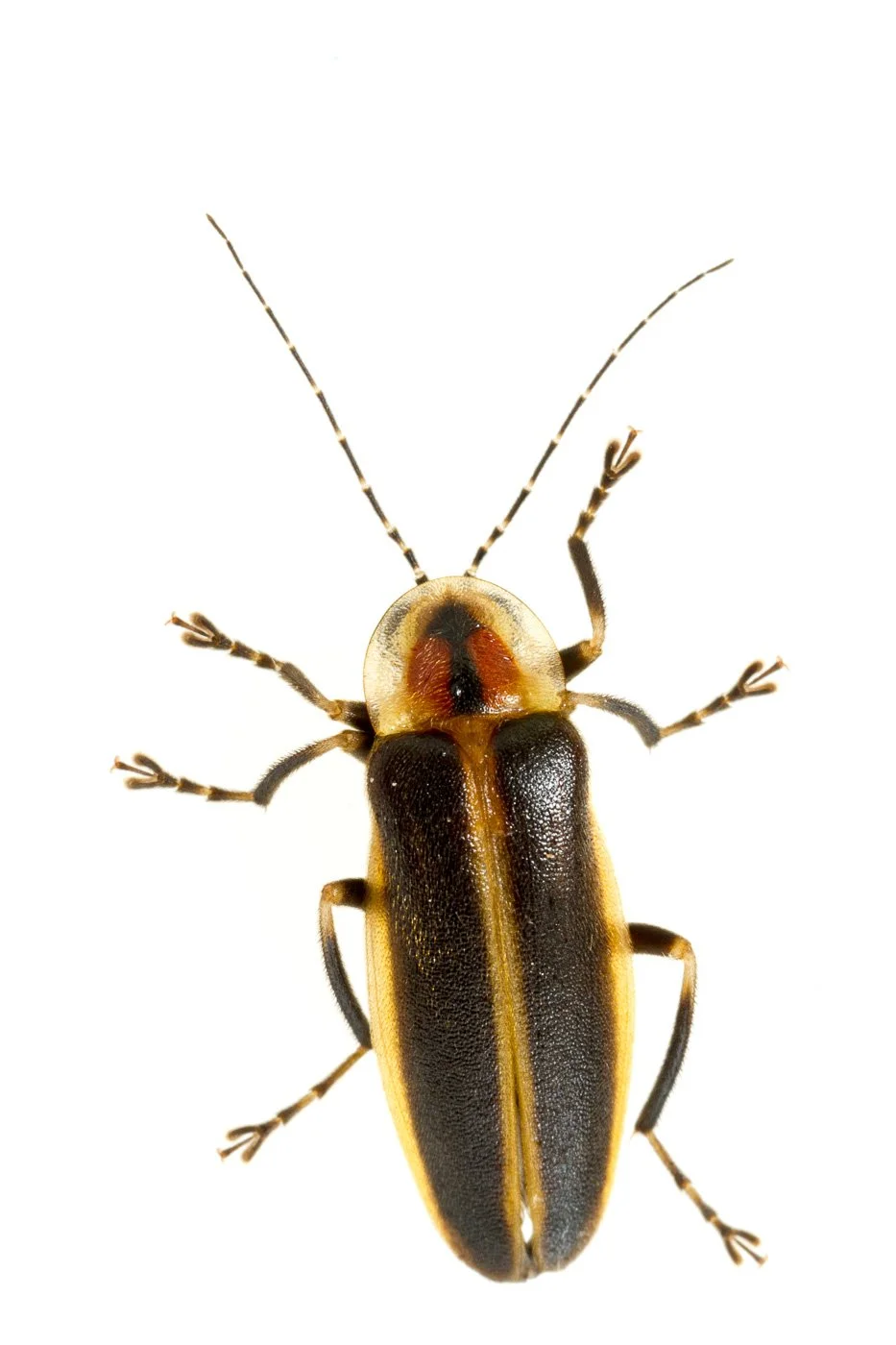 BugShot -Firefly — BugShot