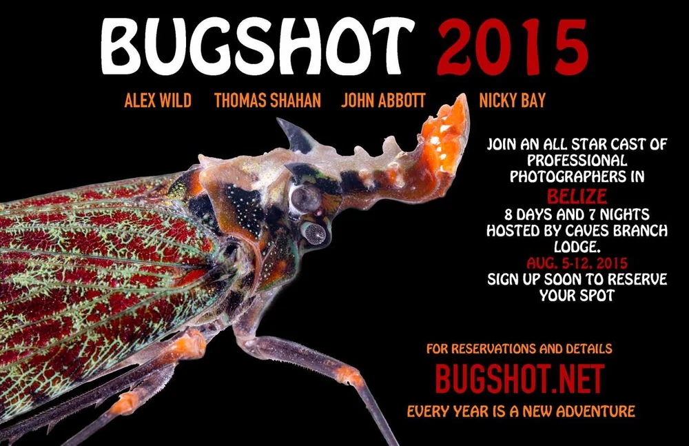Workshops — BugShot