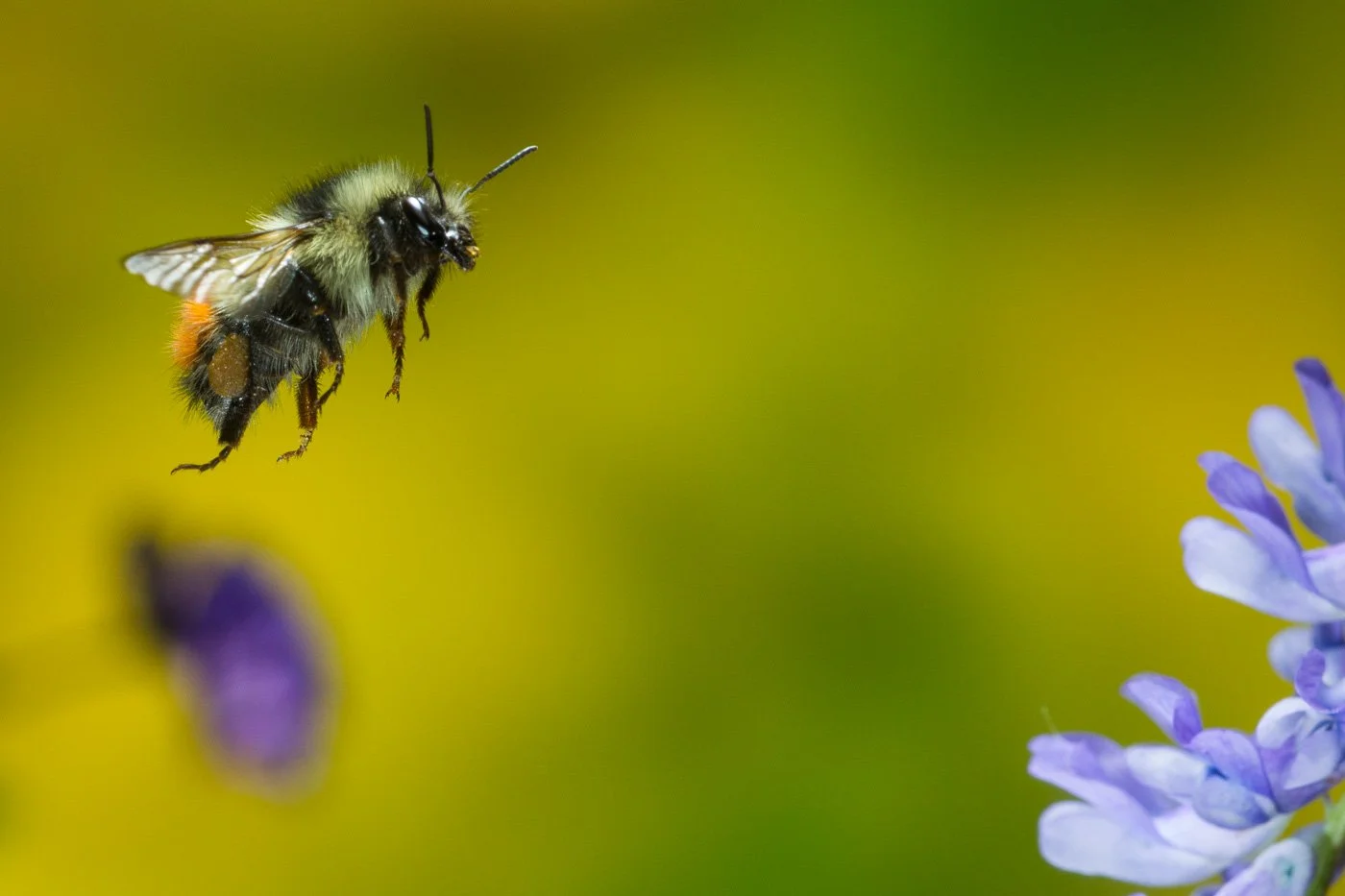 Workshops — BugShot