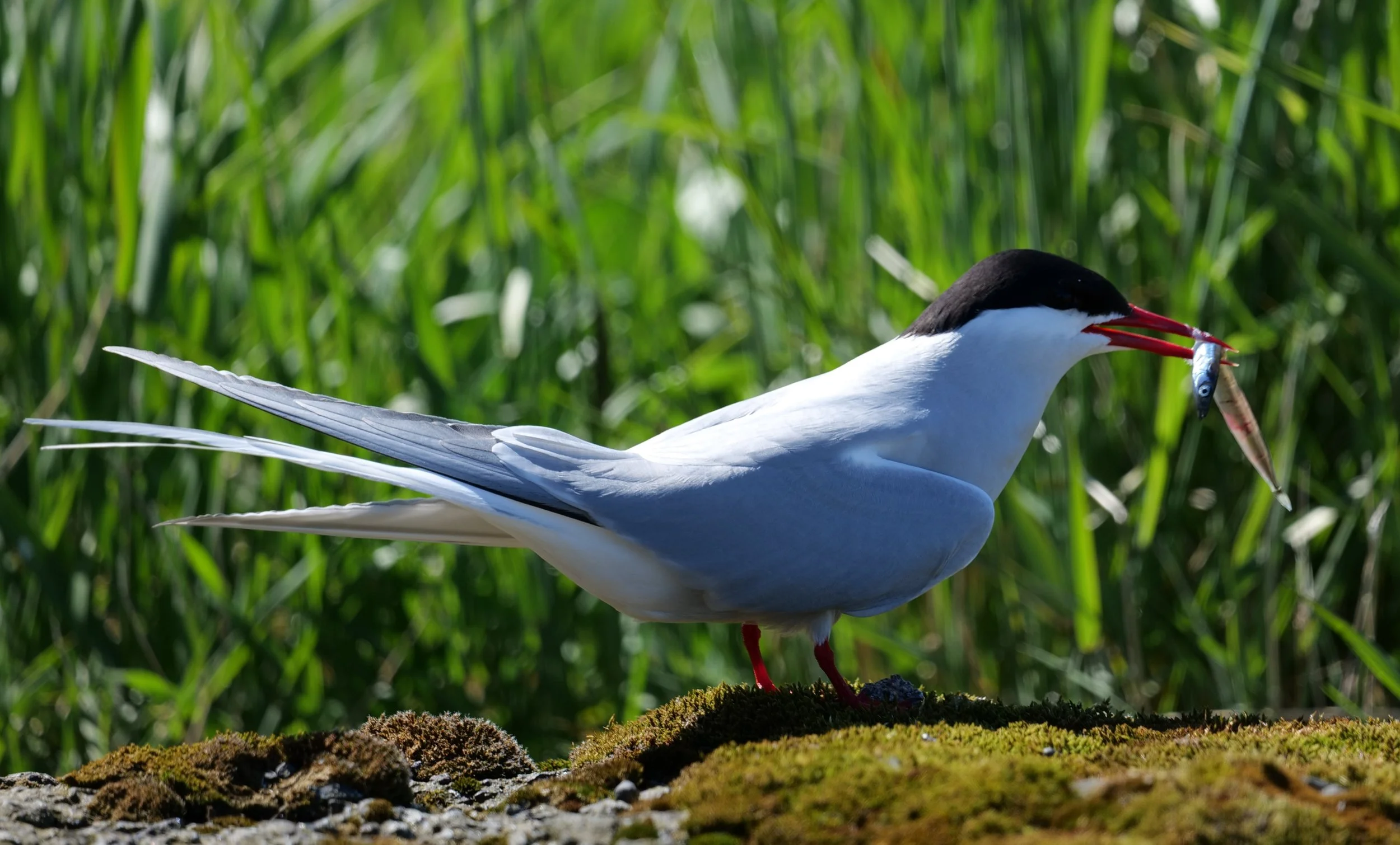 Arctic Terns in Iceland — Iceland Life