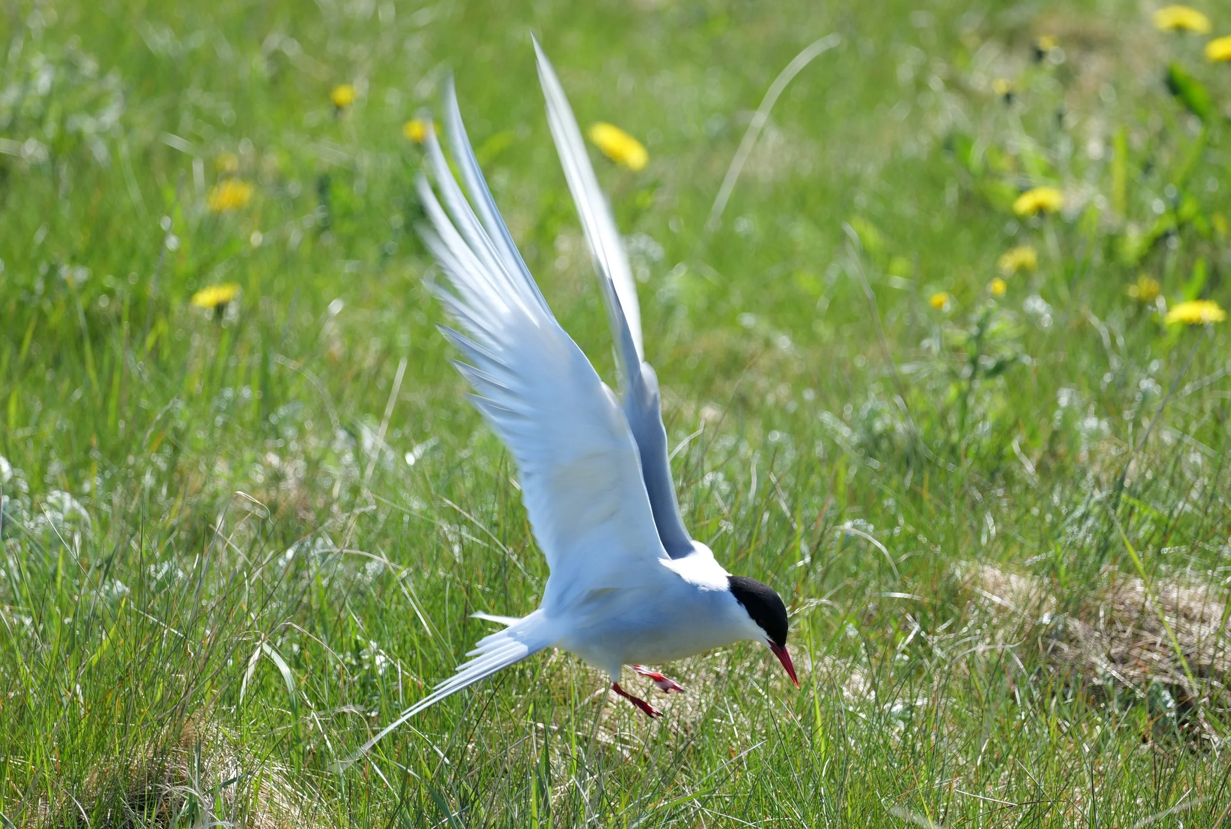 Arctic Terns in Iceland — Iceland Life