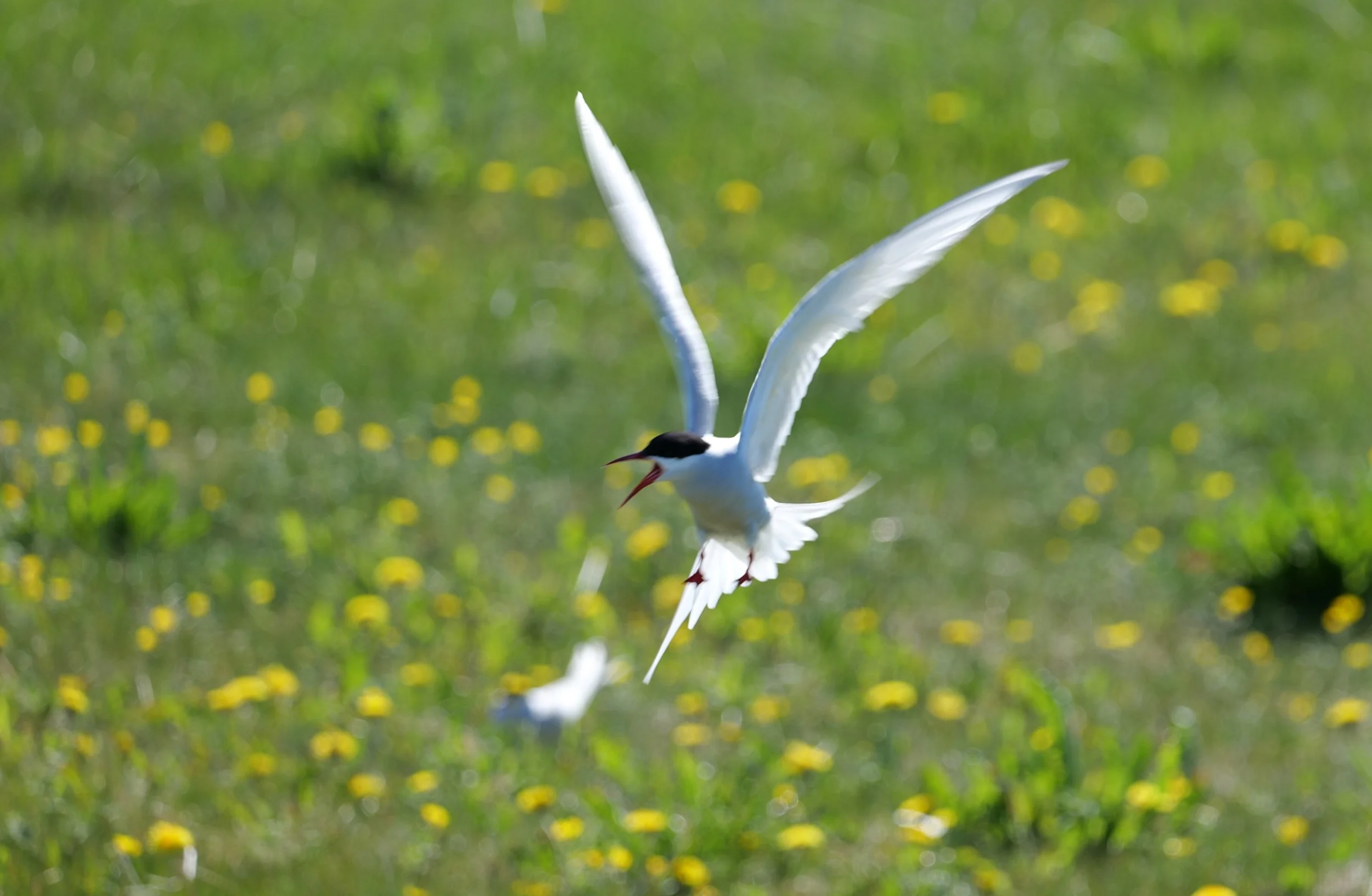 Arctic Terns in Iceland — Iceland Life