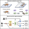 Our paper on the sugar circuit is published in Cell Reports! — Devineni Lab