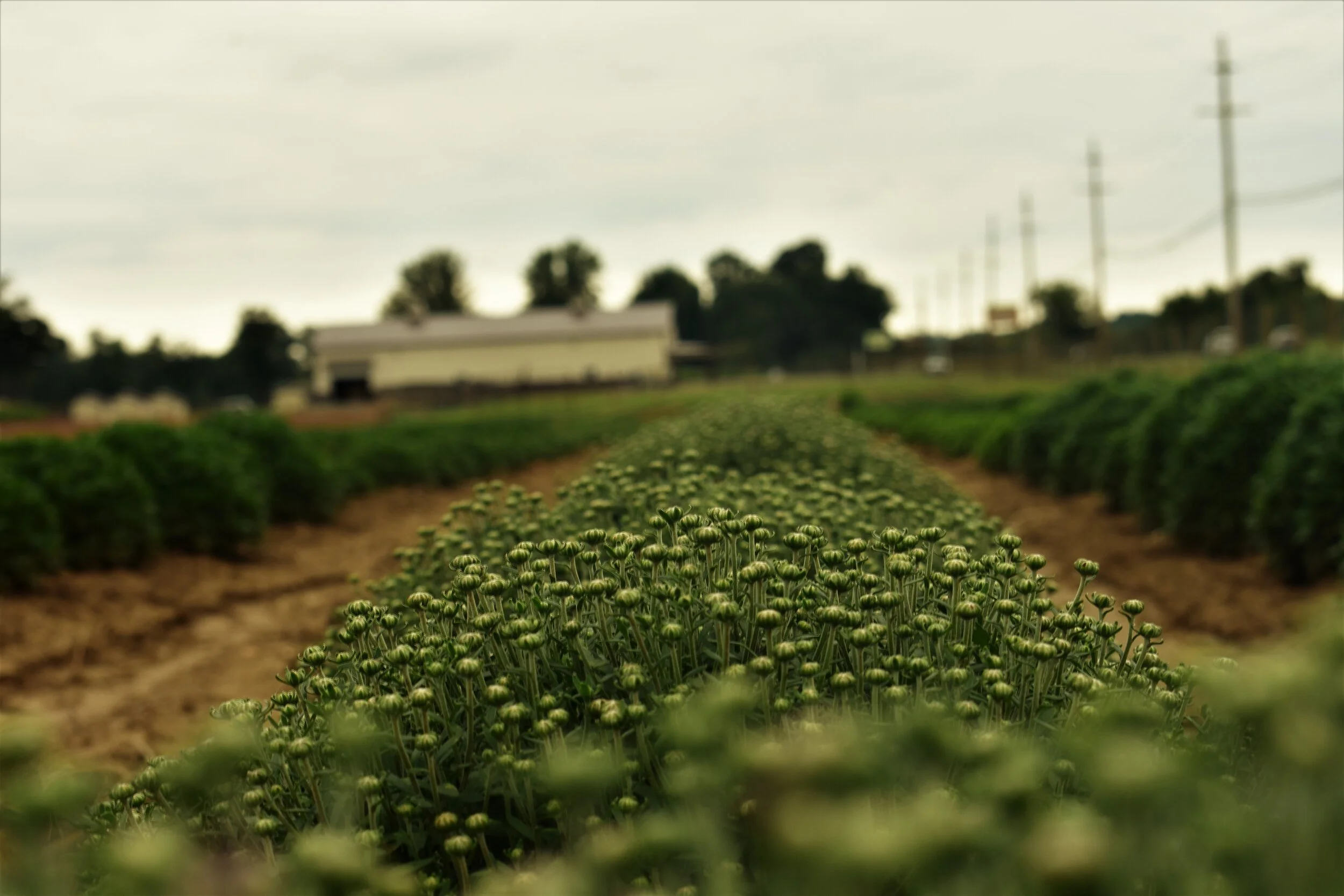 New Roots — A. Casola Farms