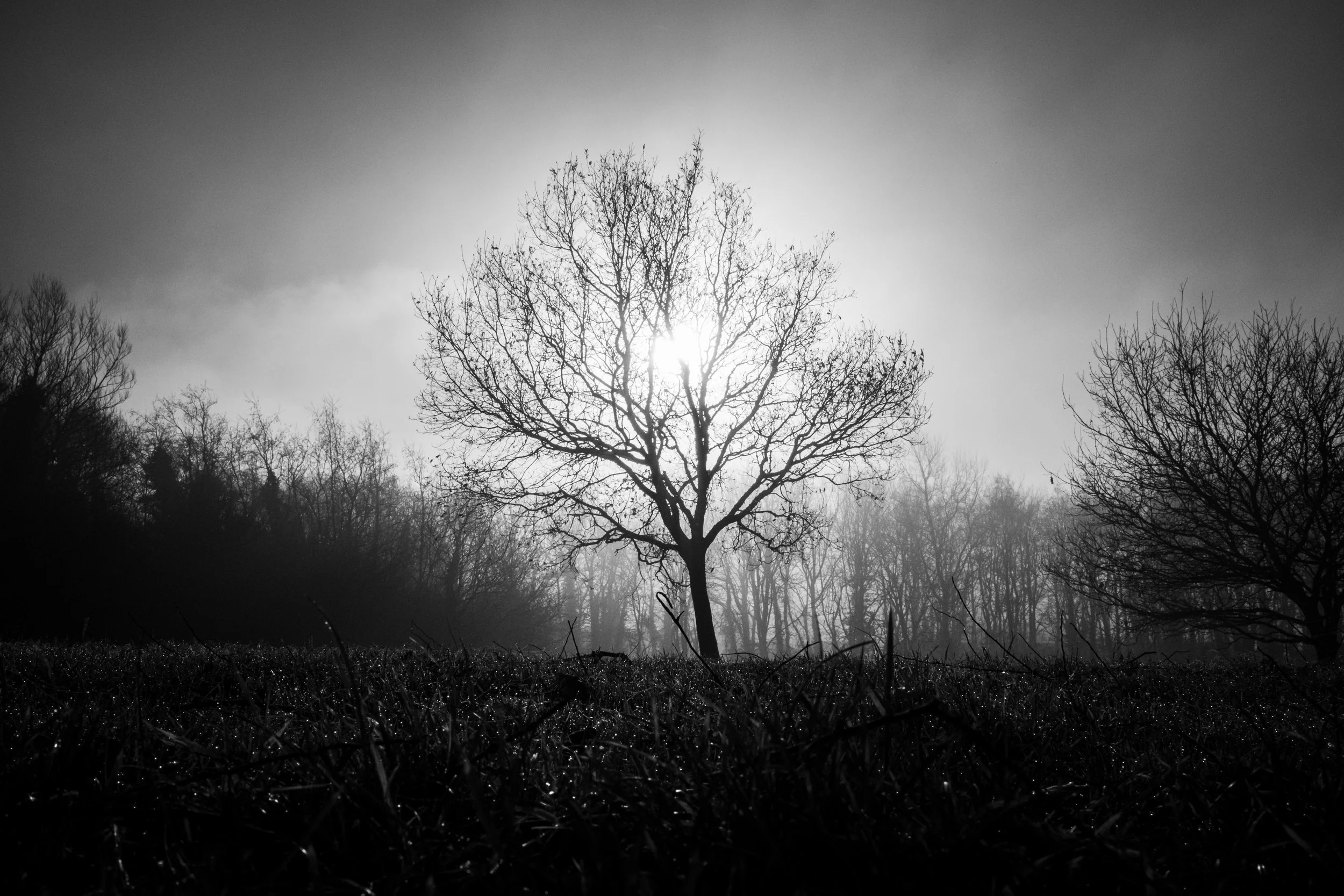 Simon Rees photography