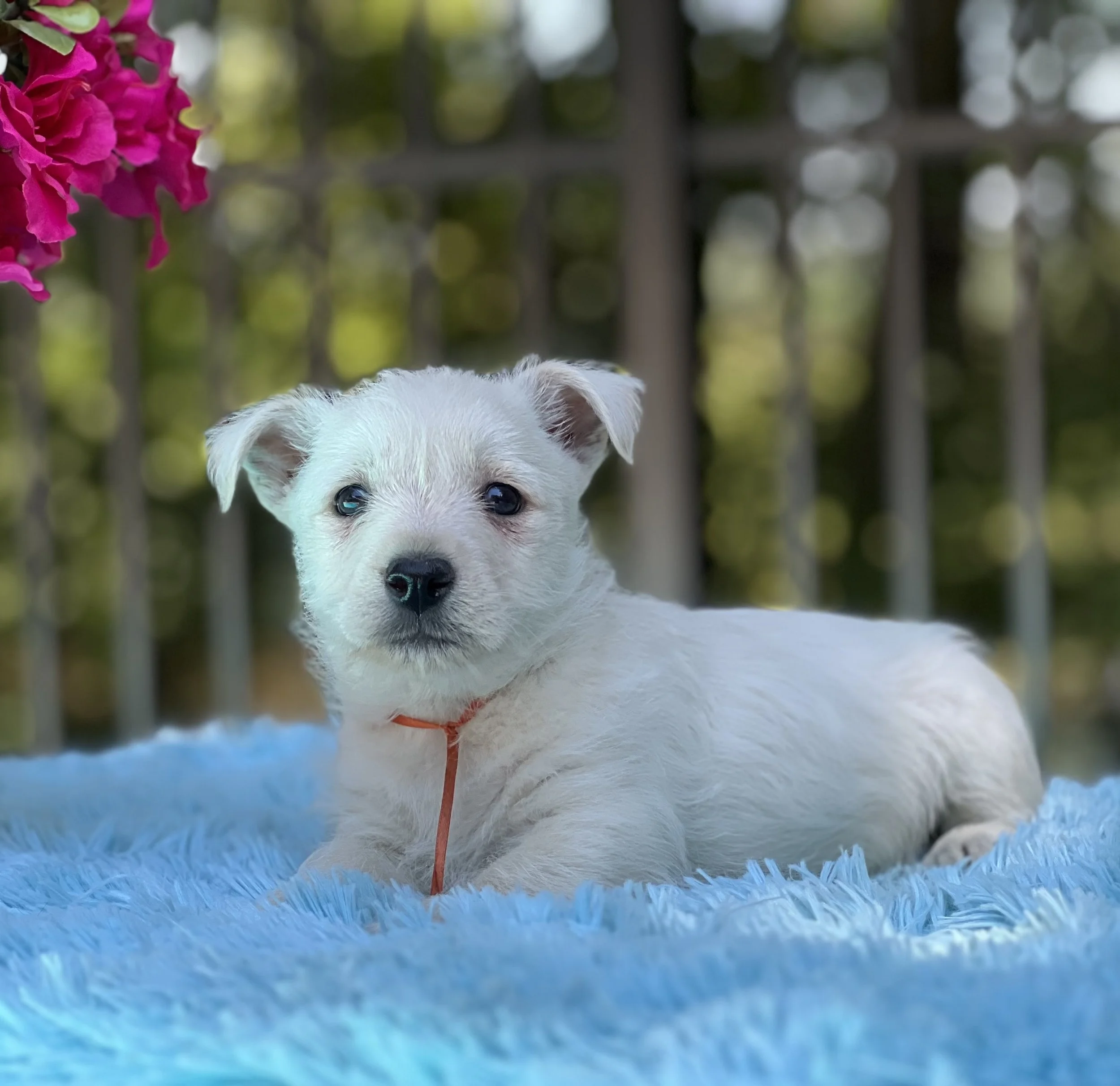 Available Puppies for Adoption at Hickory Hollow Terriers | Western ...