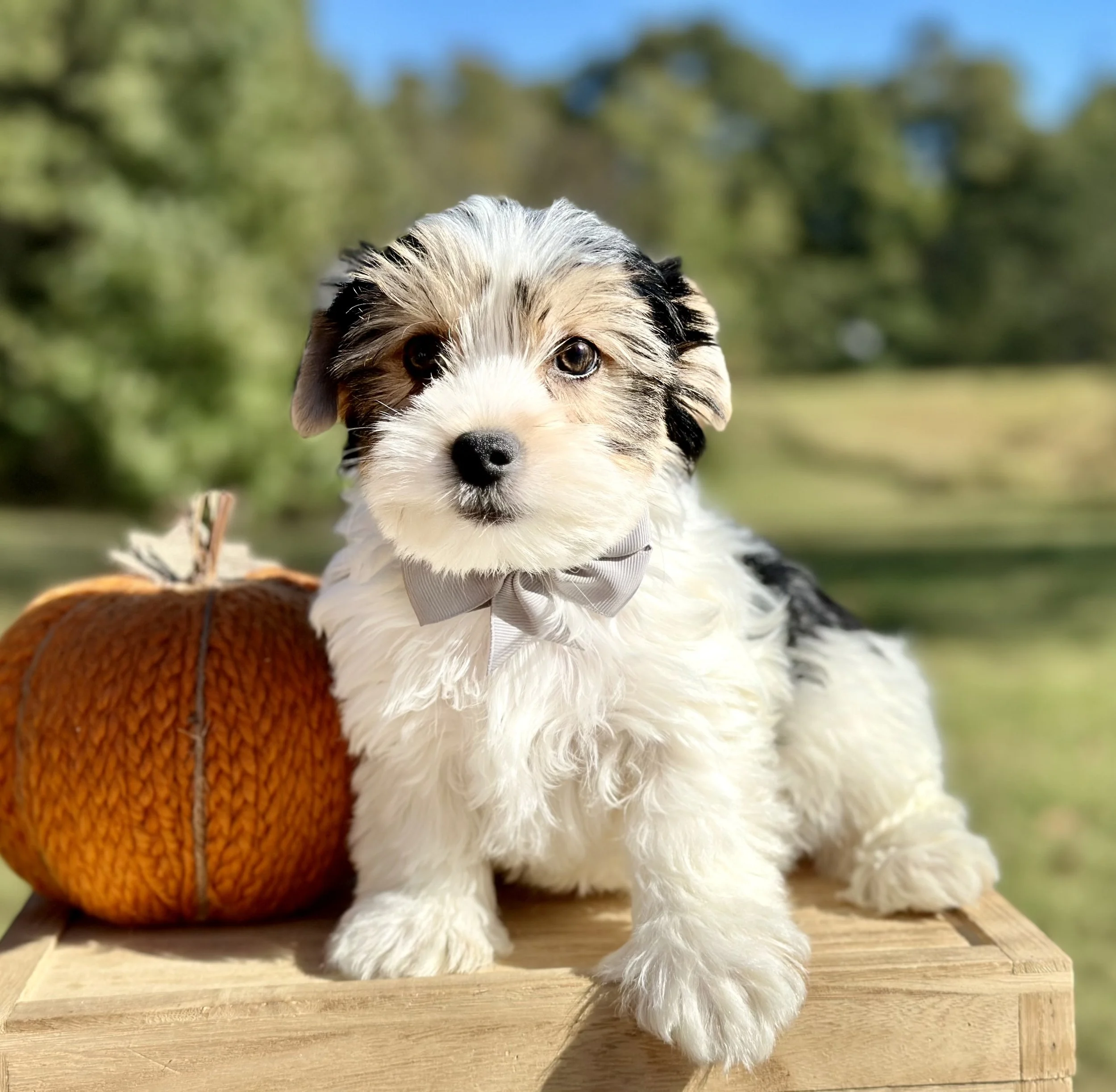 Available Puppies for Adoption at Hickory Hollow Terriers | Western ...