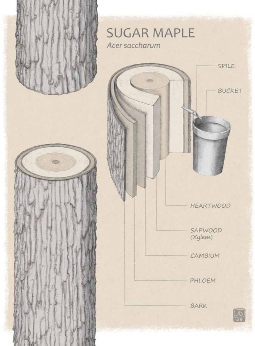 Maple Tree Bark Drawing