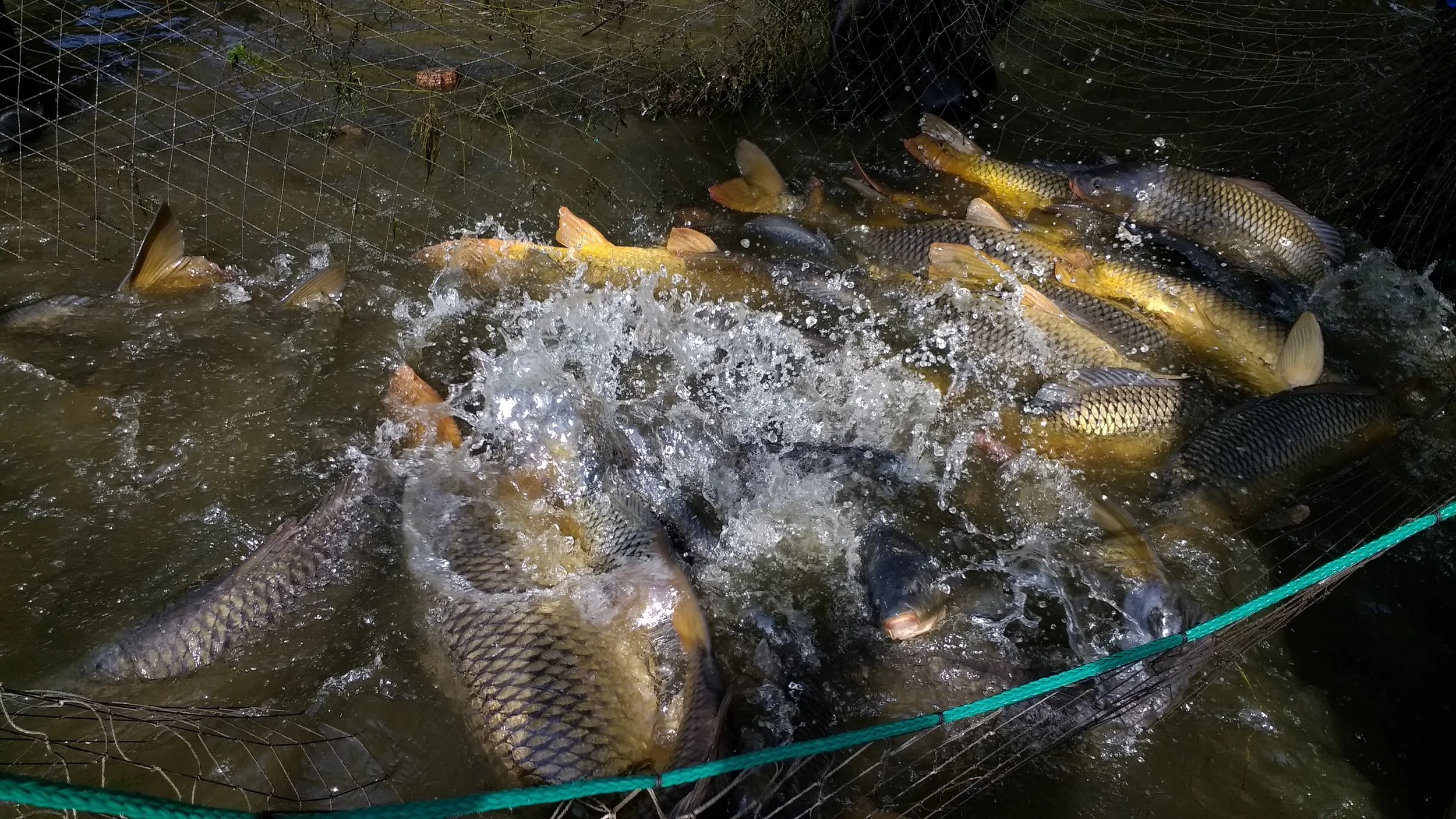 Services 1 — Carp Solutions