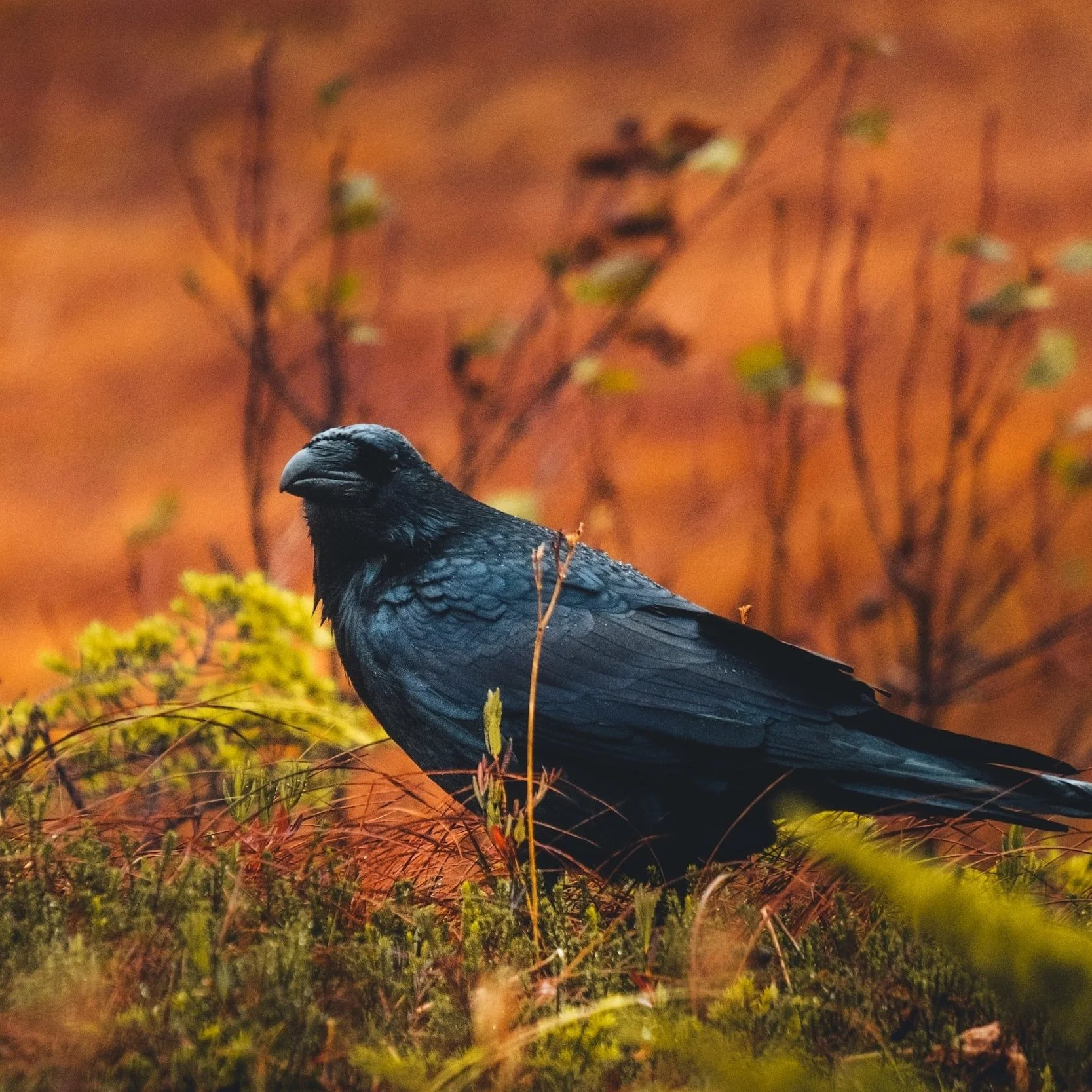 Content Creator Magazine — Samjoko