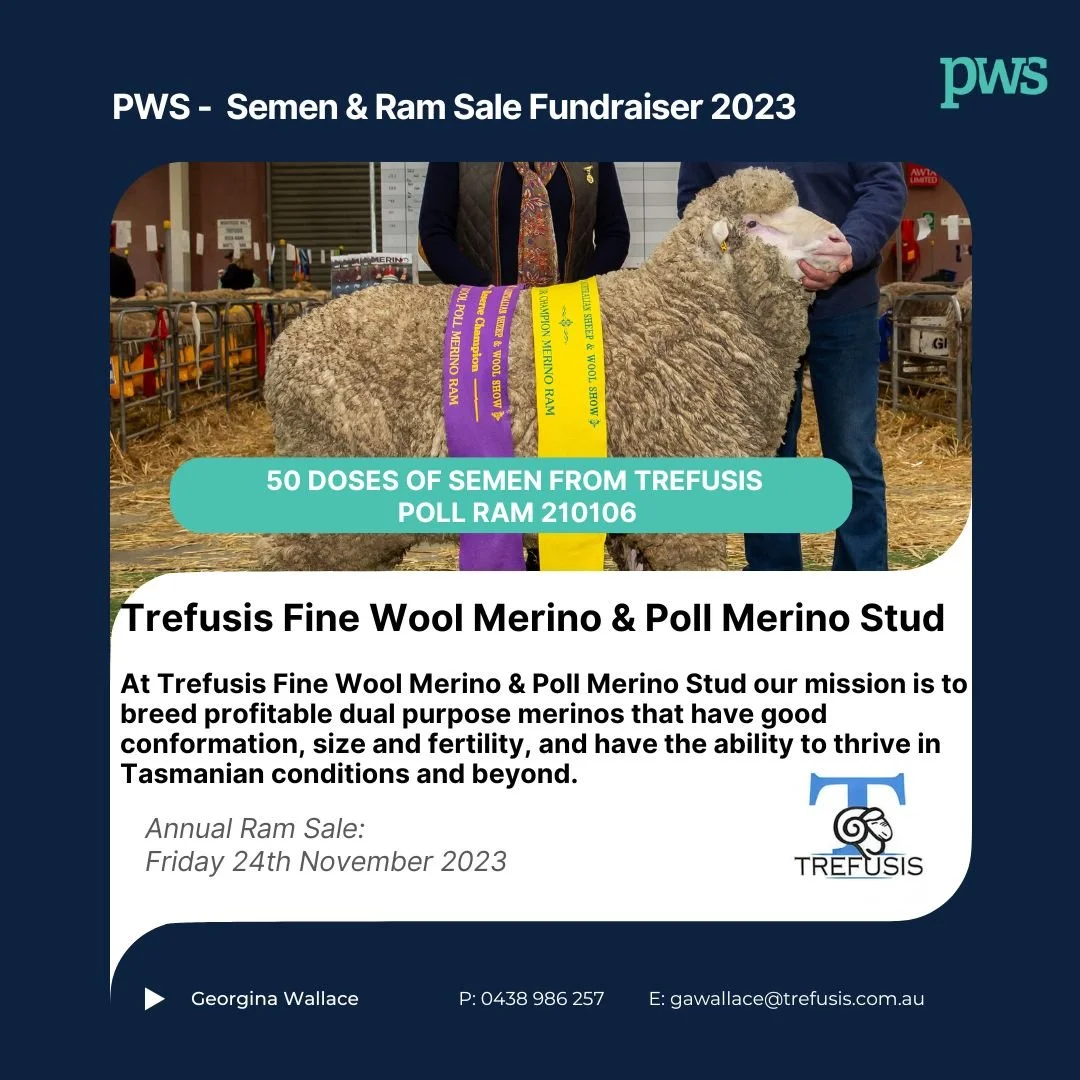 Supporter spotlight: Trefusis Fine Wool Merino & Poll Merino Stud ...
