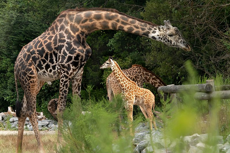 Ep. 86: Giraffes – 4 Species Mnemonic — The Mnemonic Memory Podcast