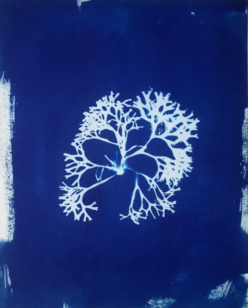 Quavering Tongues Workshop: Seaweed Cyanotypes with Juanita Schläpfer ...
