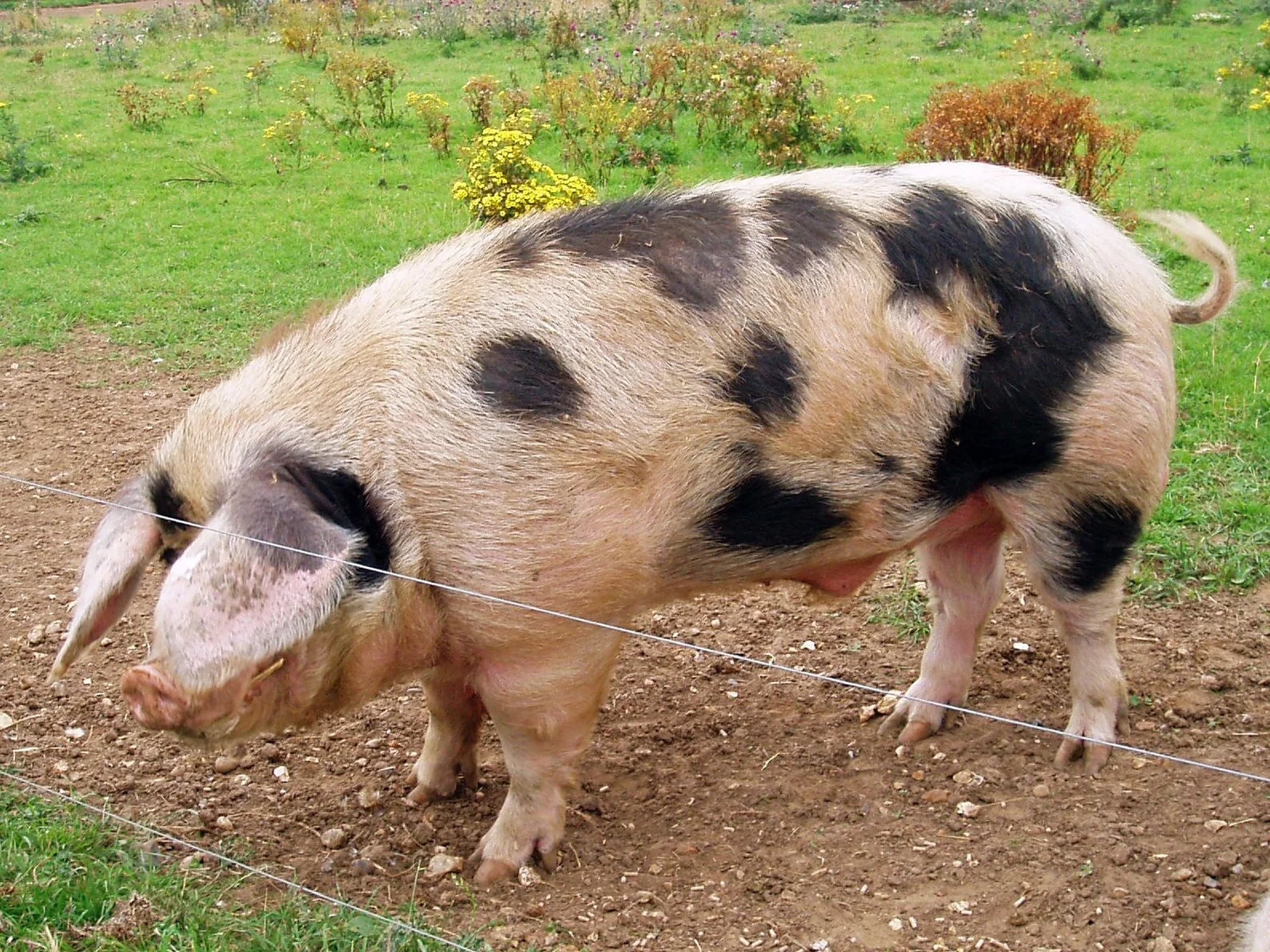 Heritage Swine — Heritage Livestock Canada