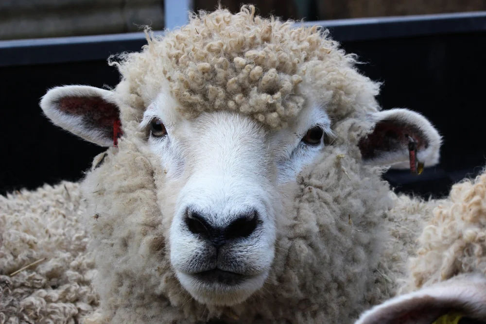 Heritage Sheep — Heritage Livestock Canada