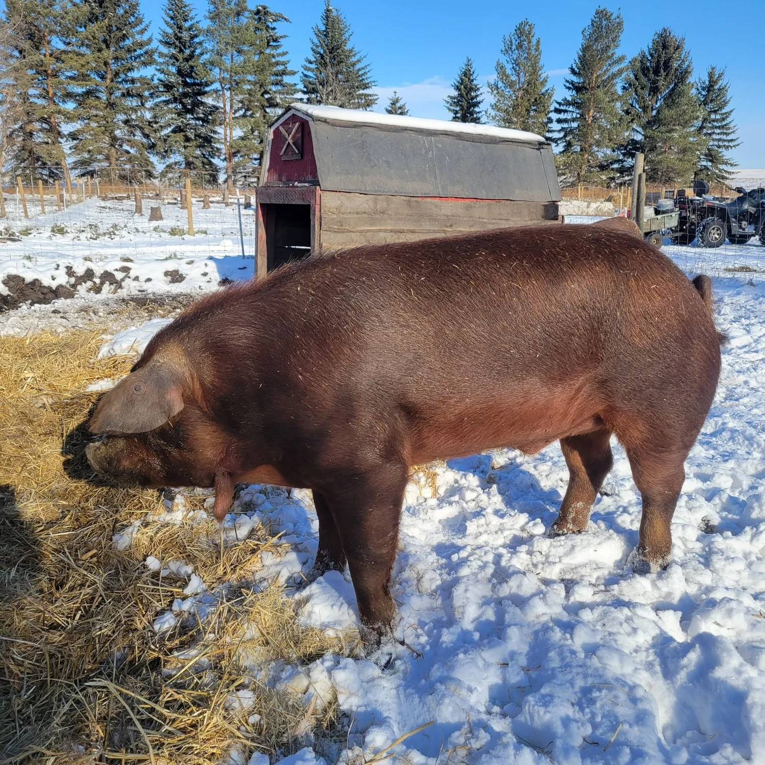 Heritage Swine — Heritage Livestock Canada