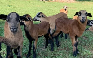 Heritage Sheep — Heritage Livestock Canada