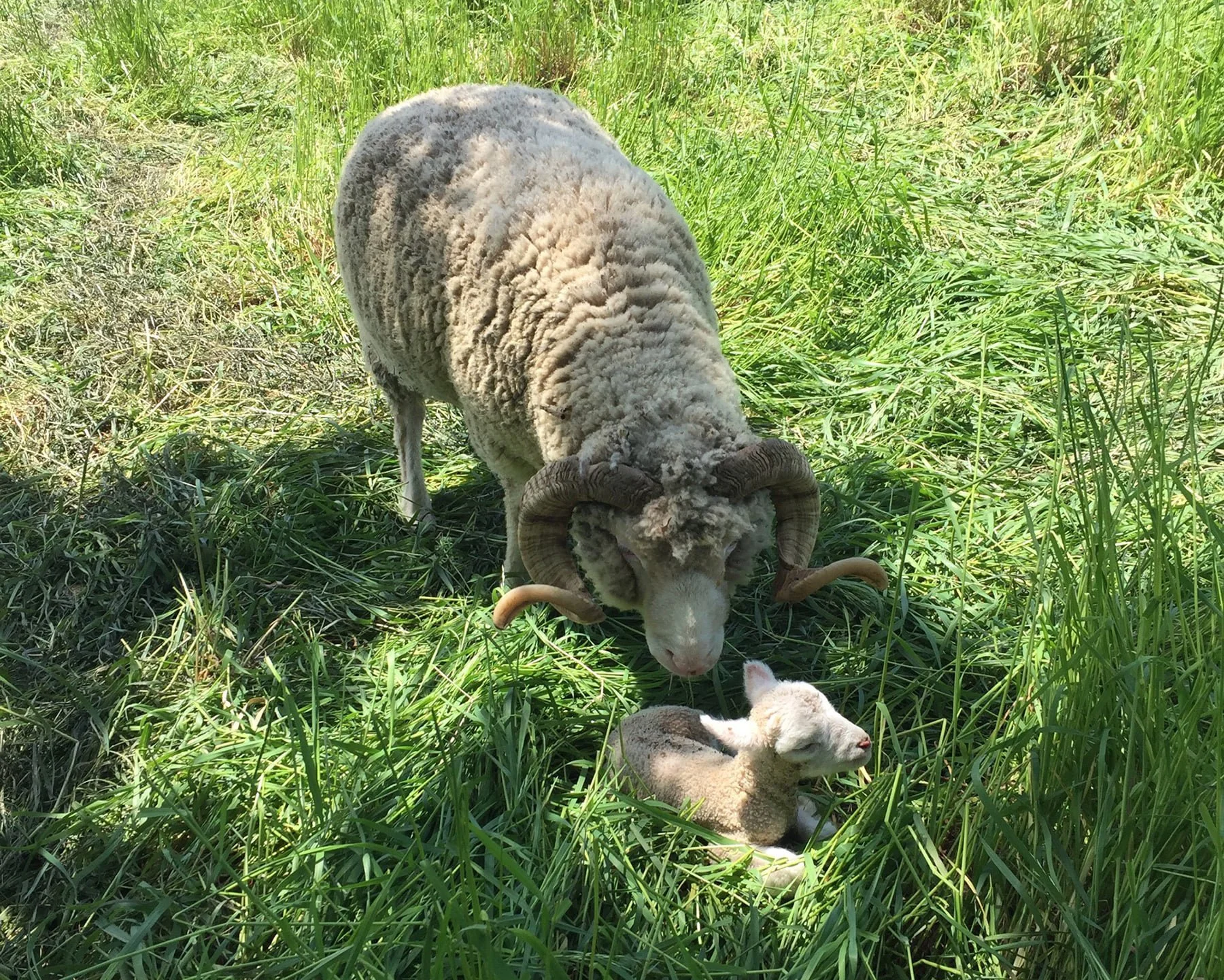 Breeder Directory — Heritage Livestock Canada