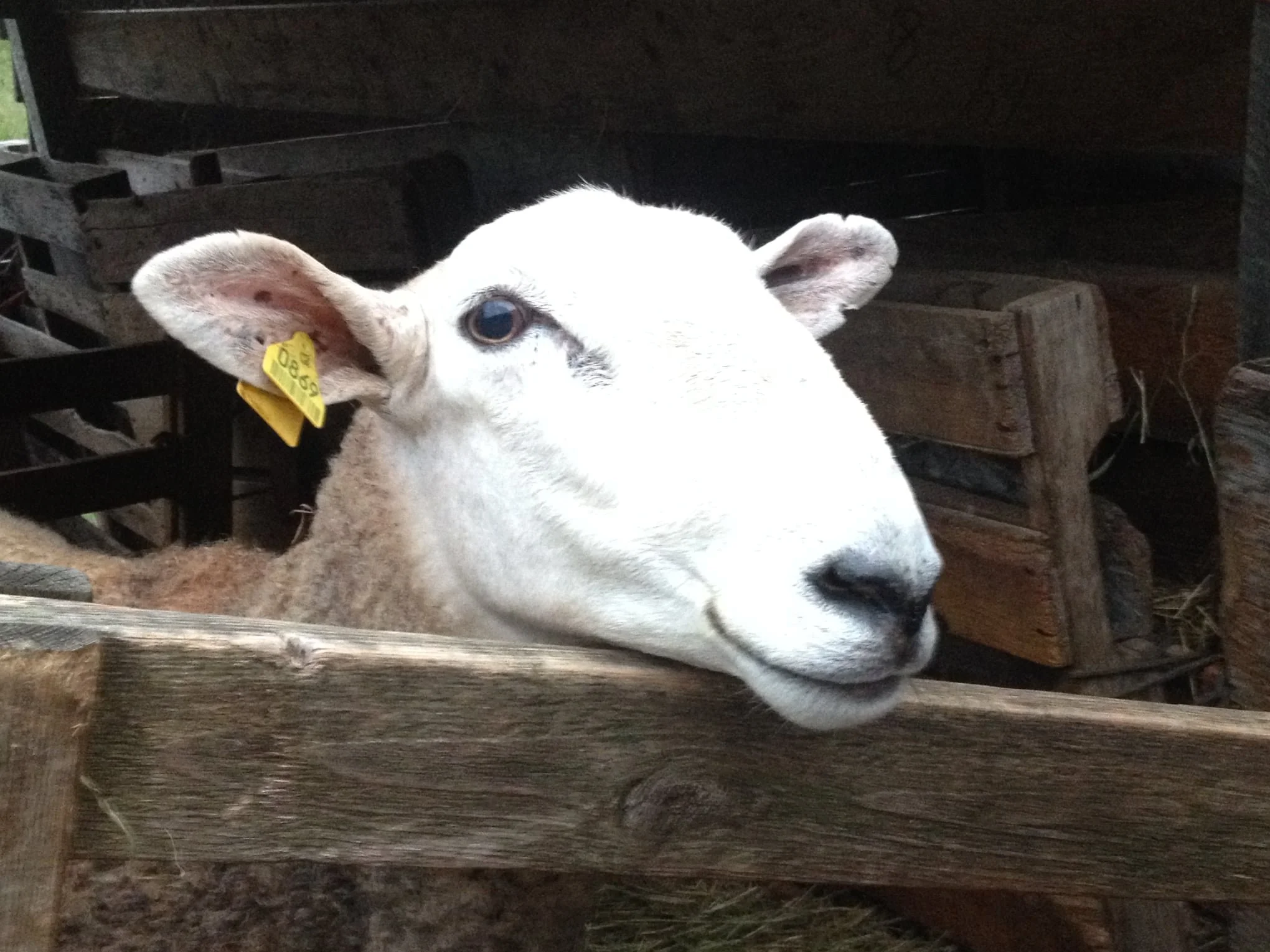 Heritage Sheep Breeders — Heritage Livestock Canada