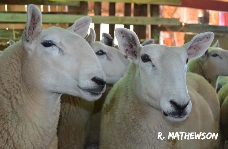 Heritage Sheep Breeders — Heritage Livestock Canada