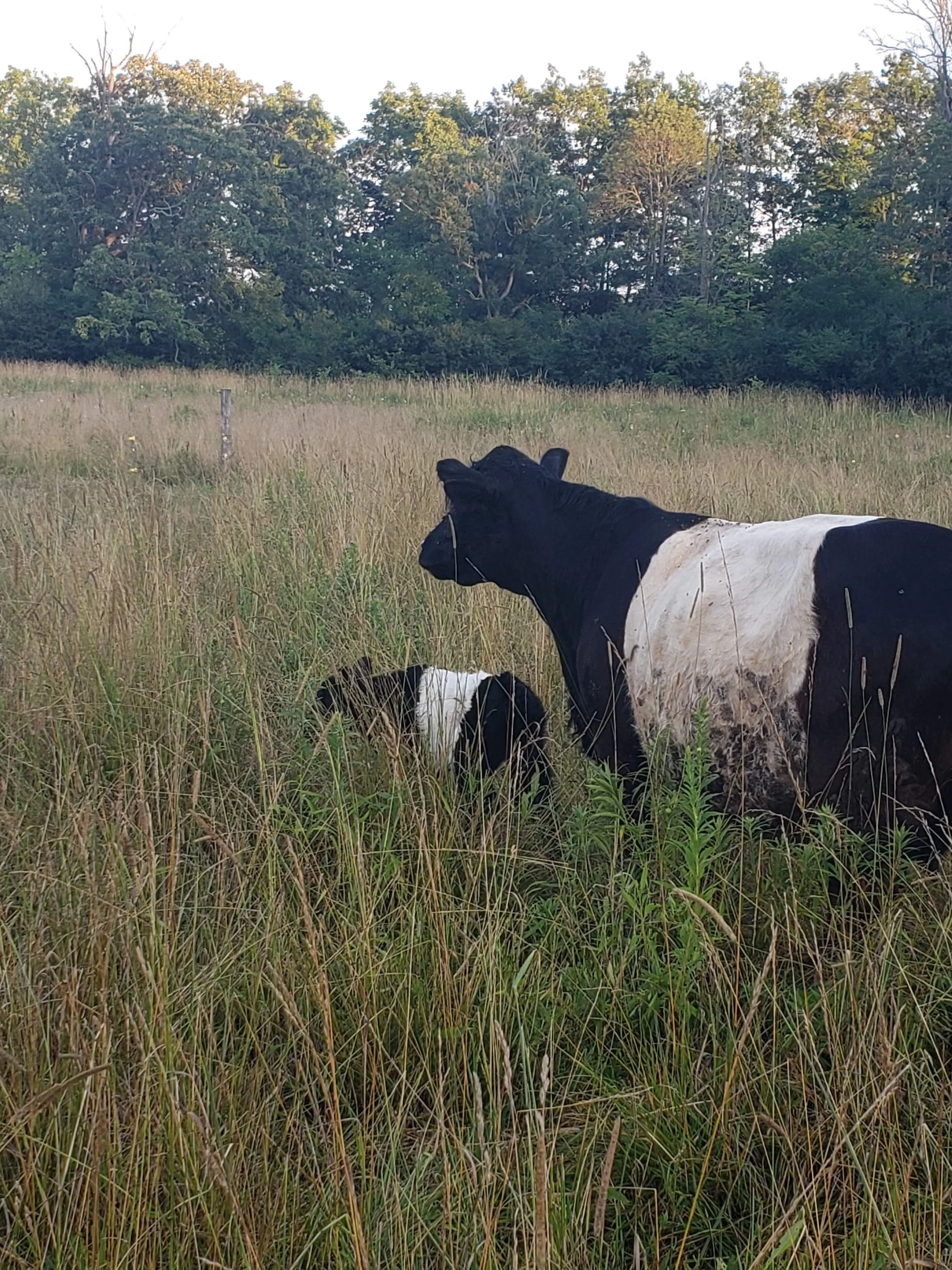 Heritage Cattle Breeders — Heritage Livestock Canada