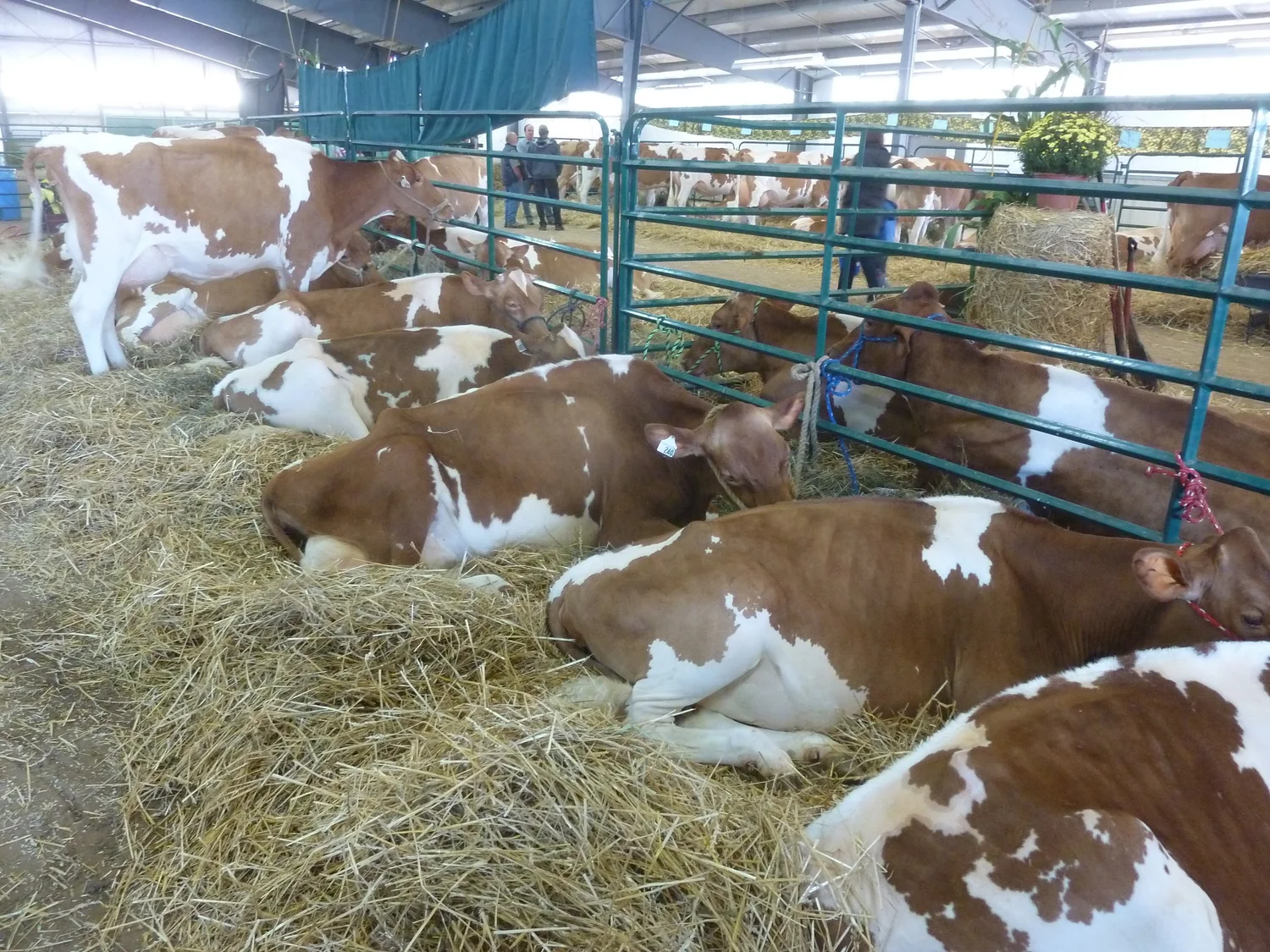 Heritage Cattle Breeders — Heritage Livestock Canada