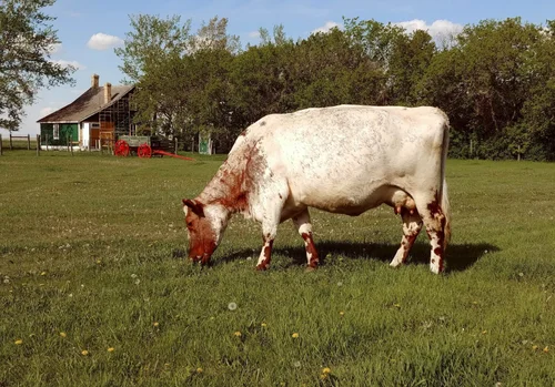 Heritage Cattle Breeders — Heritage Livestock Canada